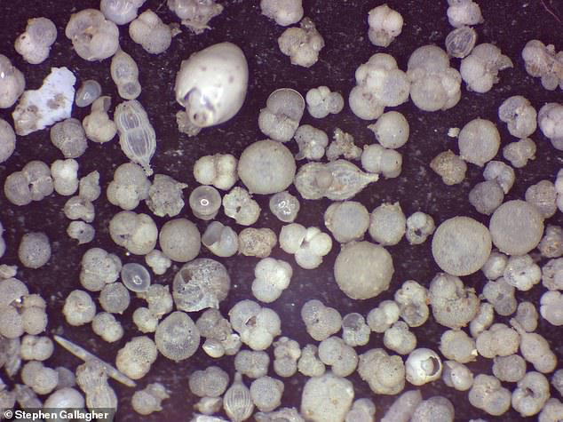 Australia's giant Twelve Apostles were lifted out of the sea by ...