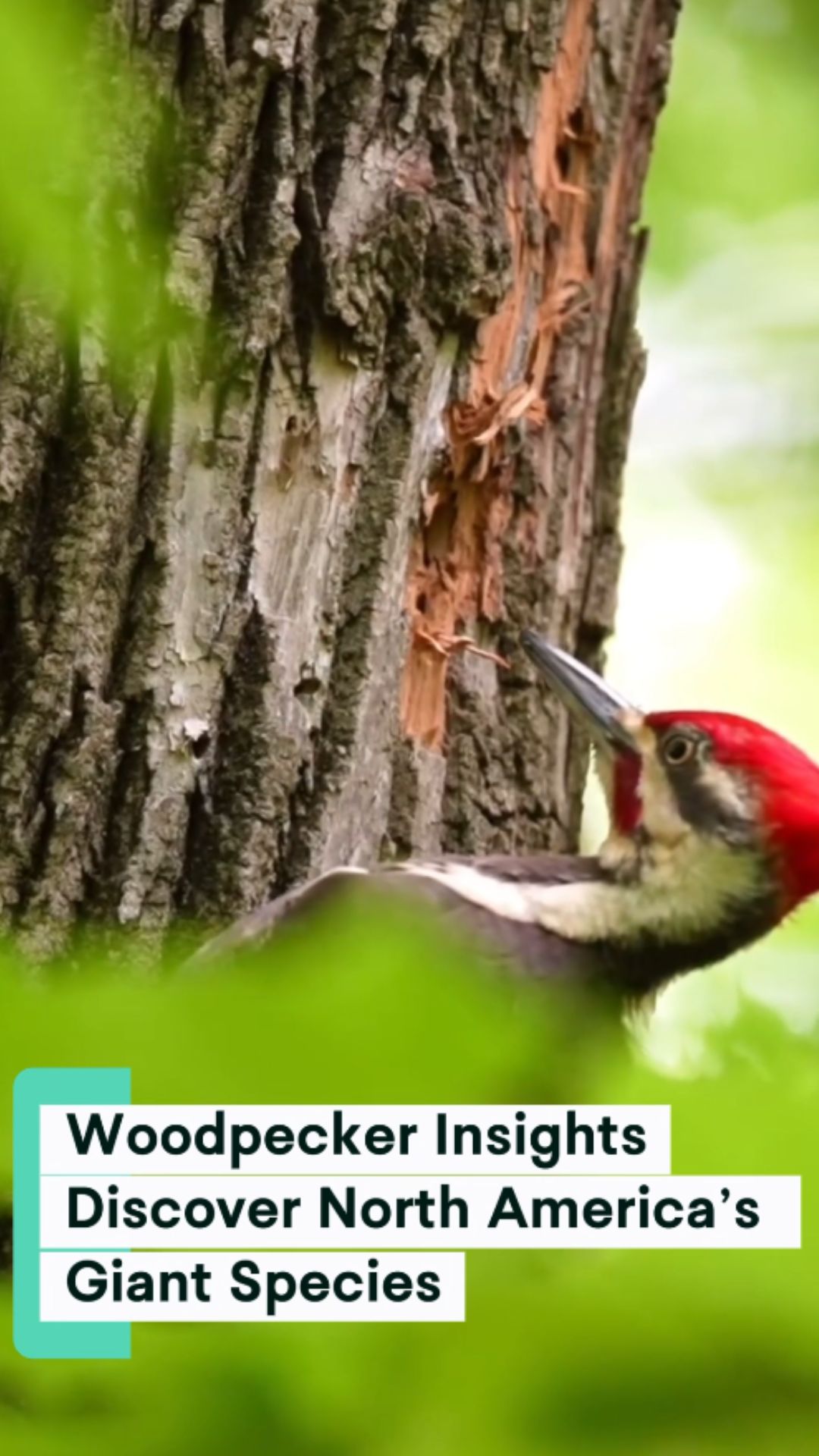 Woodpecker Insights Discover North America’s Giant Species