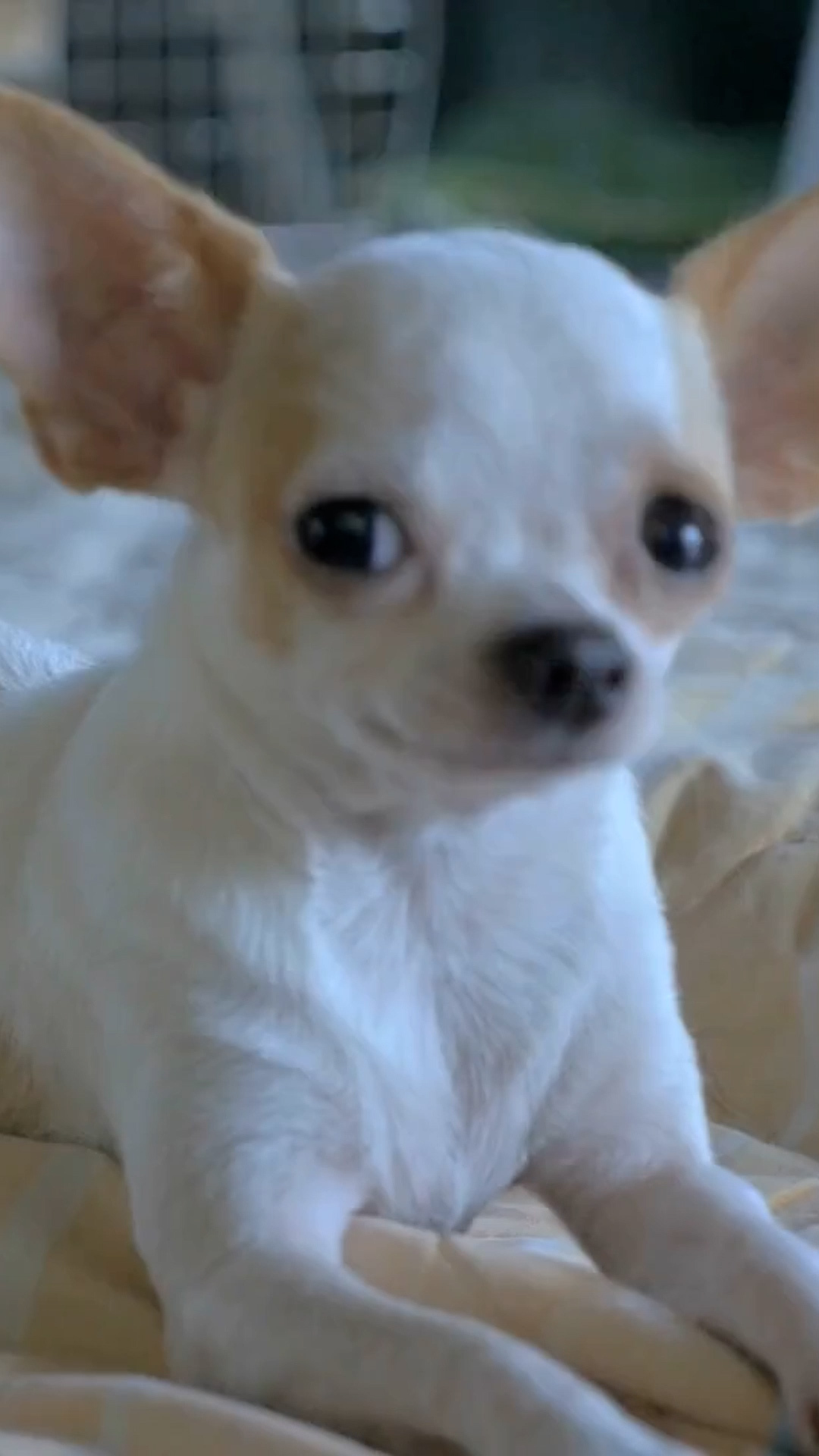 The truth about anxiety in these popular dog breeds