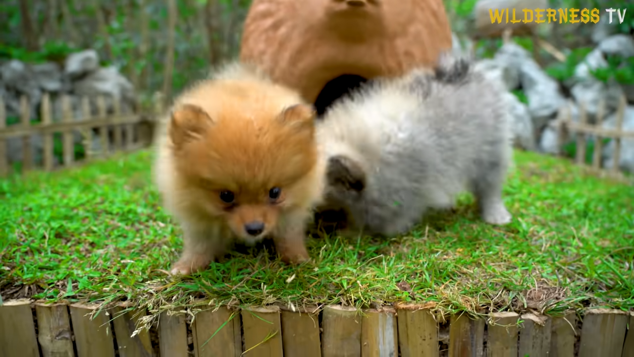 These poor, tiny puppies got a Pomeranian house – and they can’t stop ...