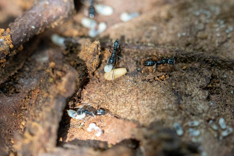UGA researchers warn of growing threat from Asian needle ants in Georgia