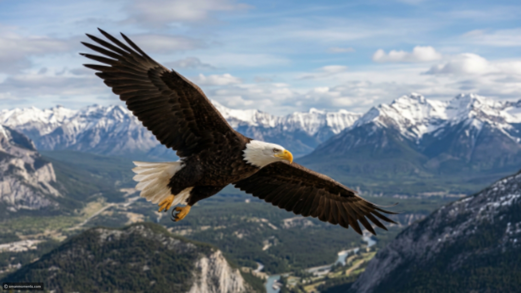 What 11 favorite animals reveal about your personality