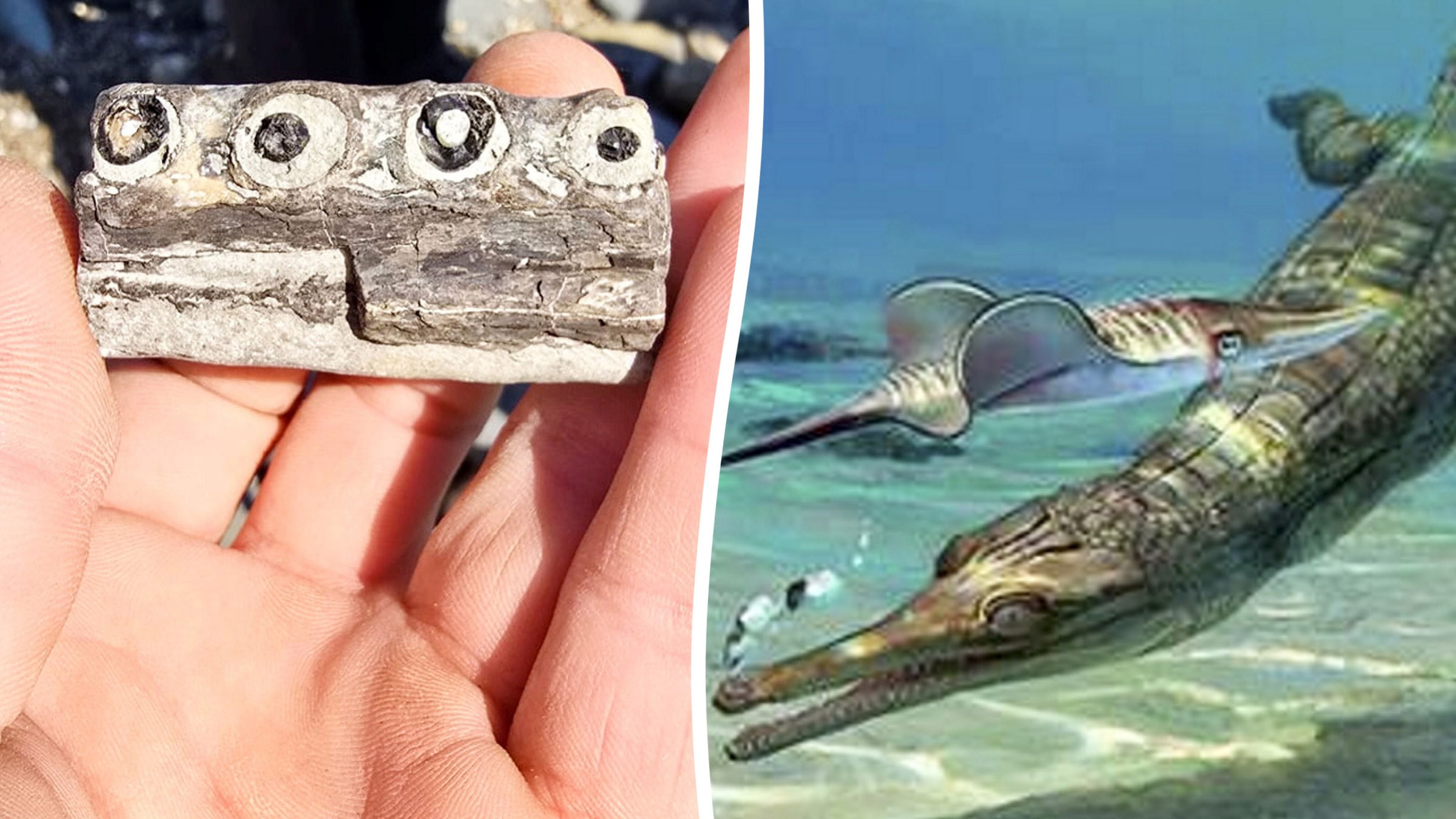 World's oldest crocodile fossil discovered on beach