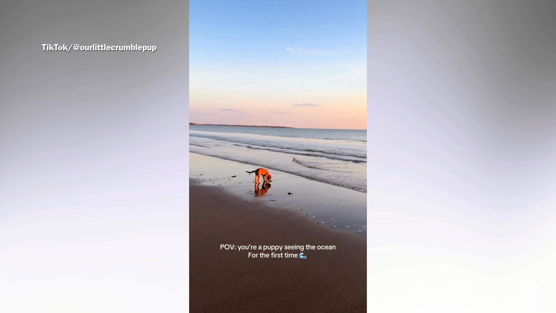 What puppy does as she sees the ocean for the first time melts hearts