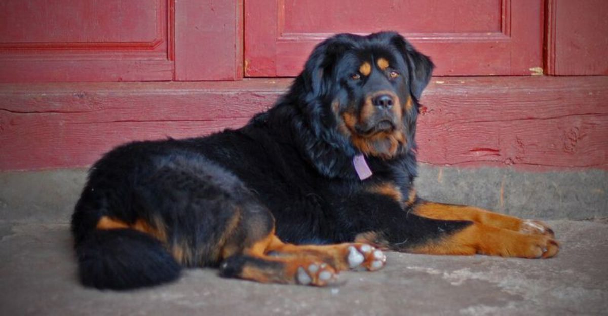 14 dog breeds with jaw-dropping strength and build