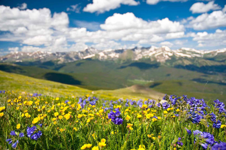 This popular ski town is hosting its first wildflower week this summer