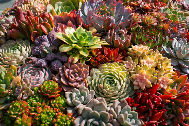 Plant parents, here are 120 creative names for your houseplants