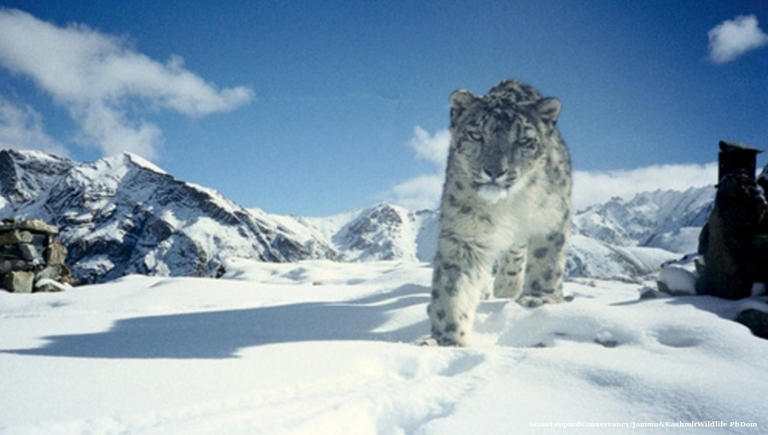 Snow leopard habitat threatened by China–Kyrgyzstan–Uzbekistan rail ...