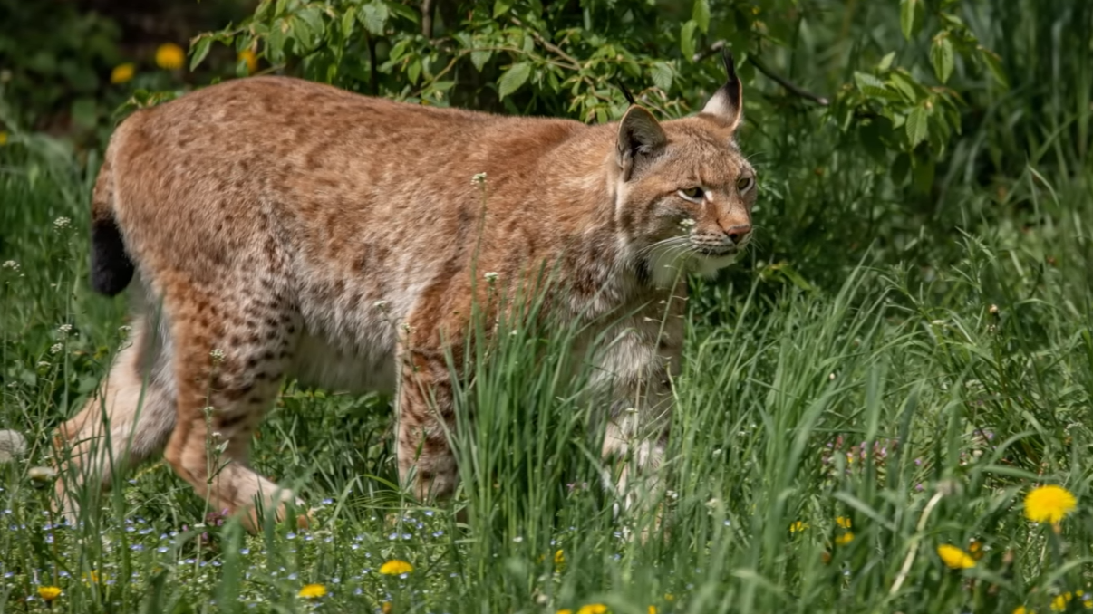 This pet lynx attacked a neighbor - and the owner paid the price