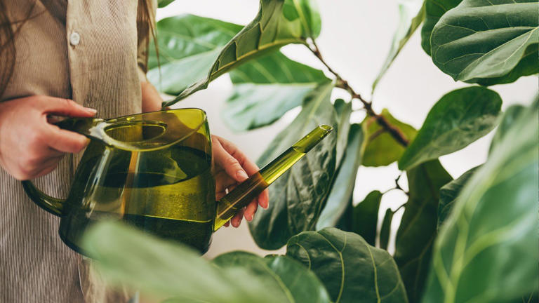 6 houseplants homeowners are adding in 2026 for a better living space