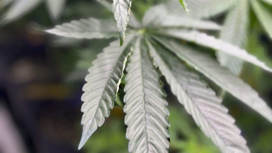 Trump administration reclassifies state-licensed medical marijuana as ...