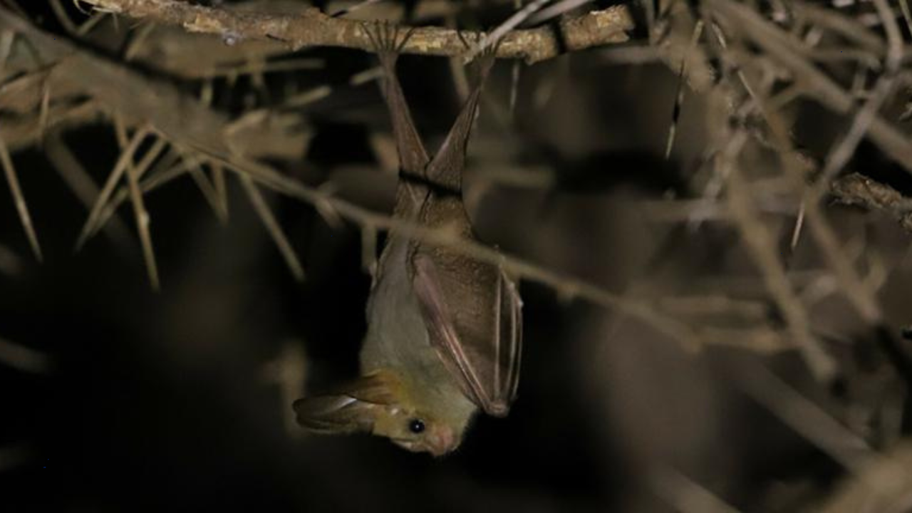 Study unravels new route bat coronaviruses can infect human cells