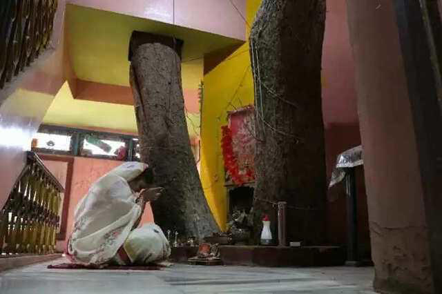 Unique tree house built around 125-year-old peepal tree in Jabalpur