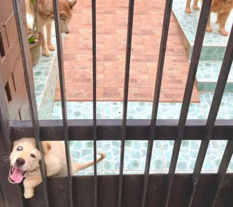 47 Dog Photos That Are Way, Way, Way, Way, Way, Way, Way, Way Funnier ...