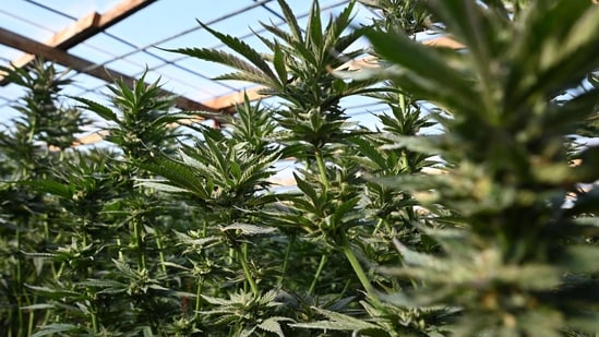 US eases cannabis for medical use: Access, research, and regulation ...