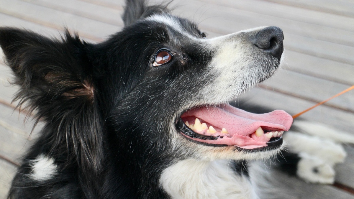 9 signs that are perfect proof that you are your dog's favorite person