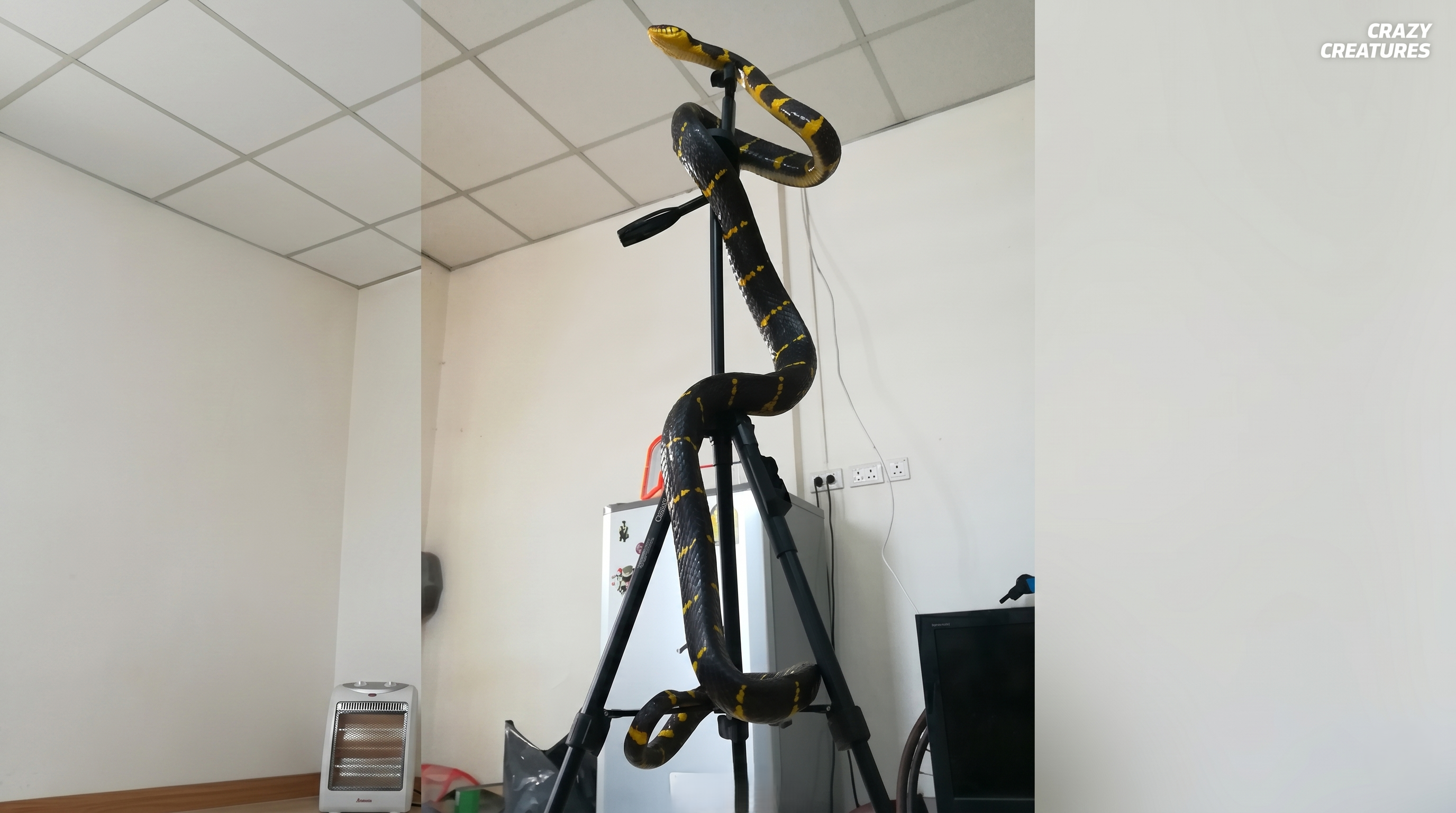 Watch what happens when a silent predator strikes from above