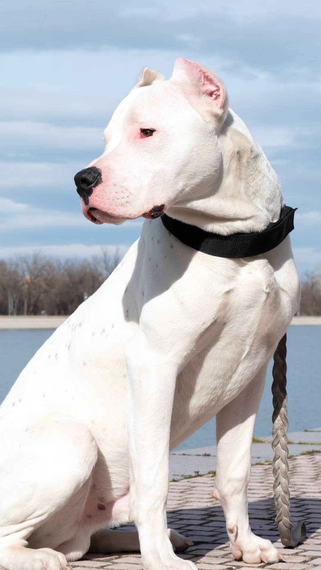 Some of the strongest dogs in the world