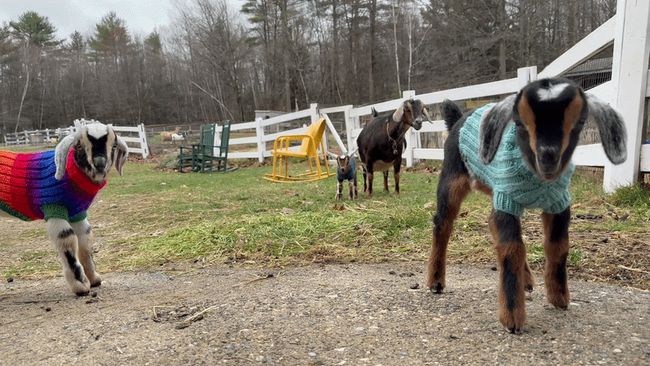 Adorable baby goats get cozy in miniature sweaters