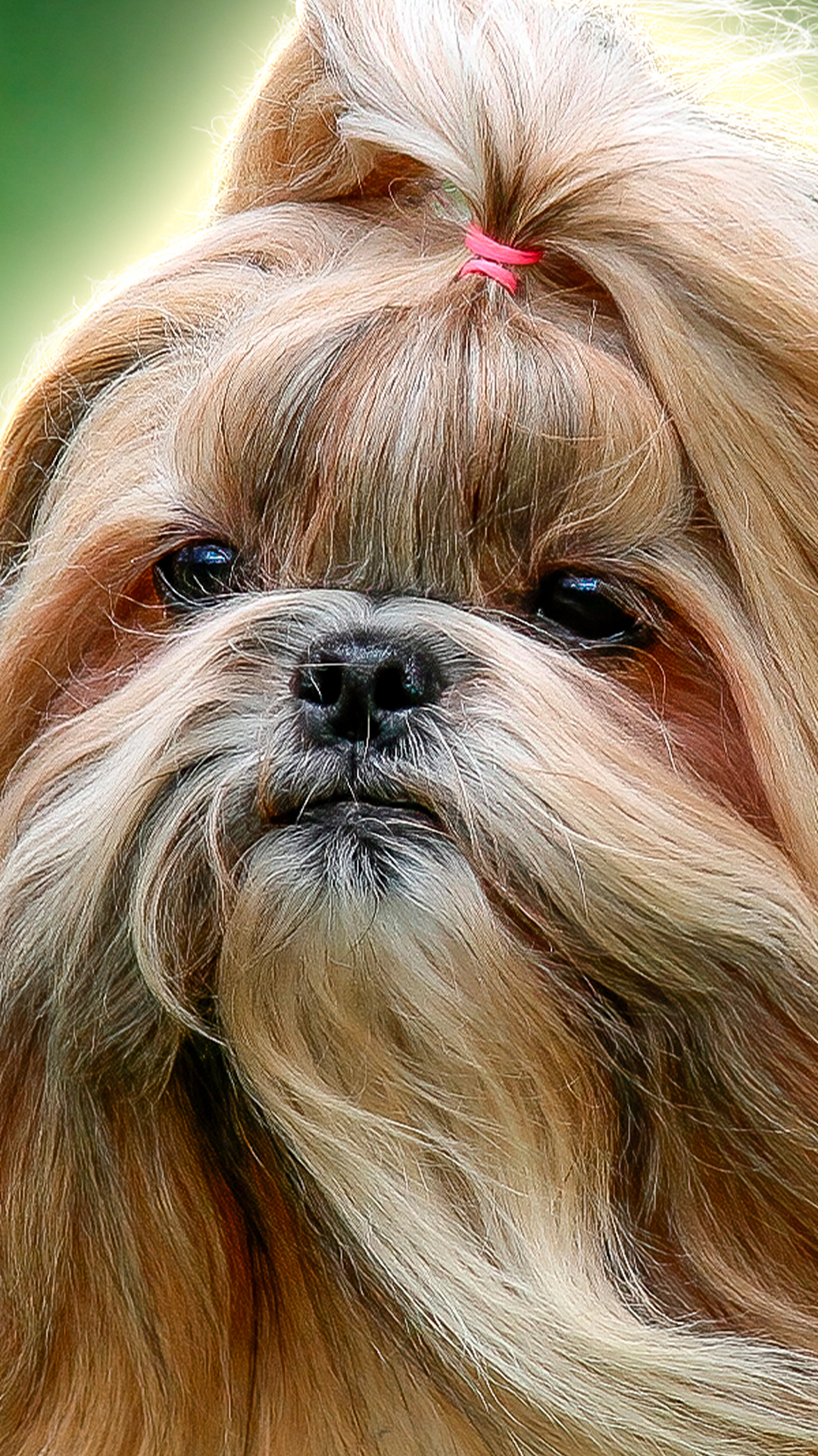 These dog breeds are perfect if you want a chill pet