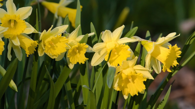 15 flowers perfect for a cut flower garden