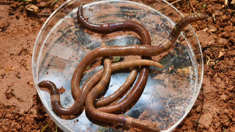 Invasive pest alert: Agriculture experts warn of jumping 'crazy worm ...