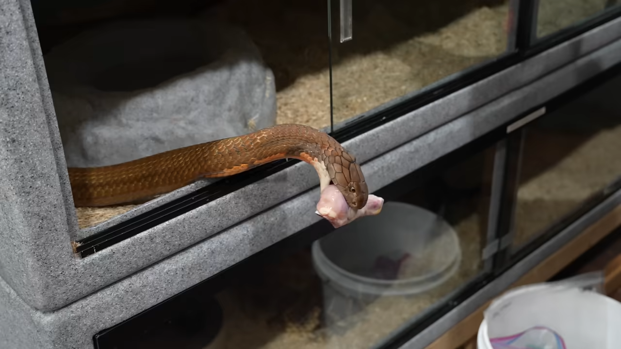 They got close to the cobra - now it controls the space