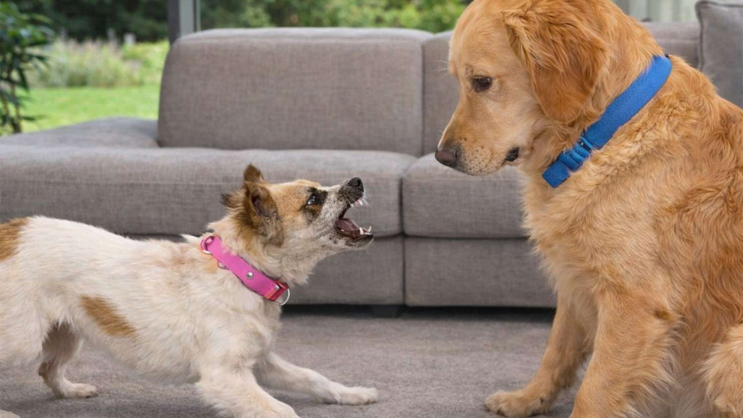 Golden retriever meets aggressive rescue for the first time