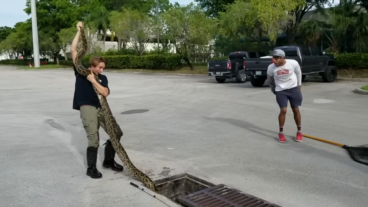 Hidden anaconda in a city storm drain