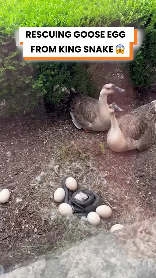 He grabbed the snake like it was nothing - and everyone froze