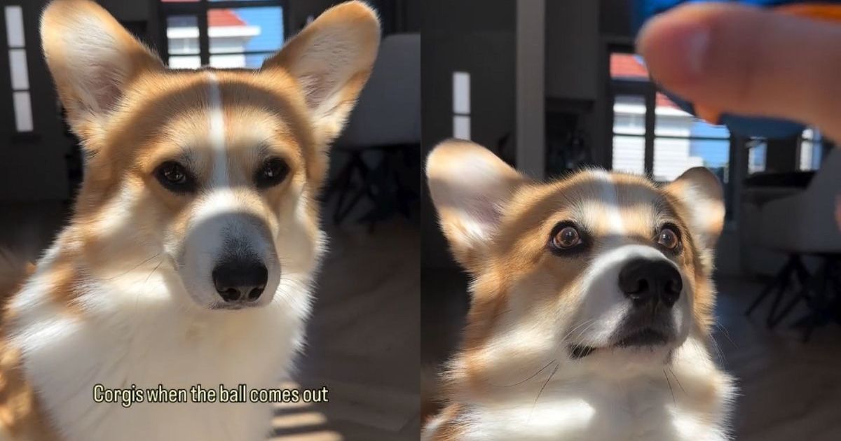 Corgi is 'locked in' as soon as owner brings out ball