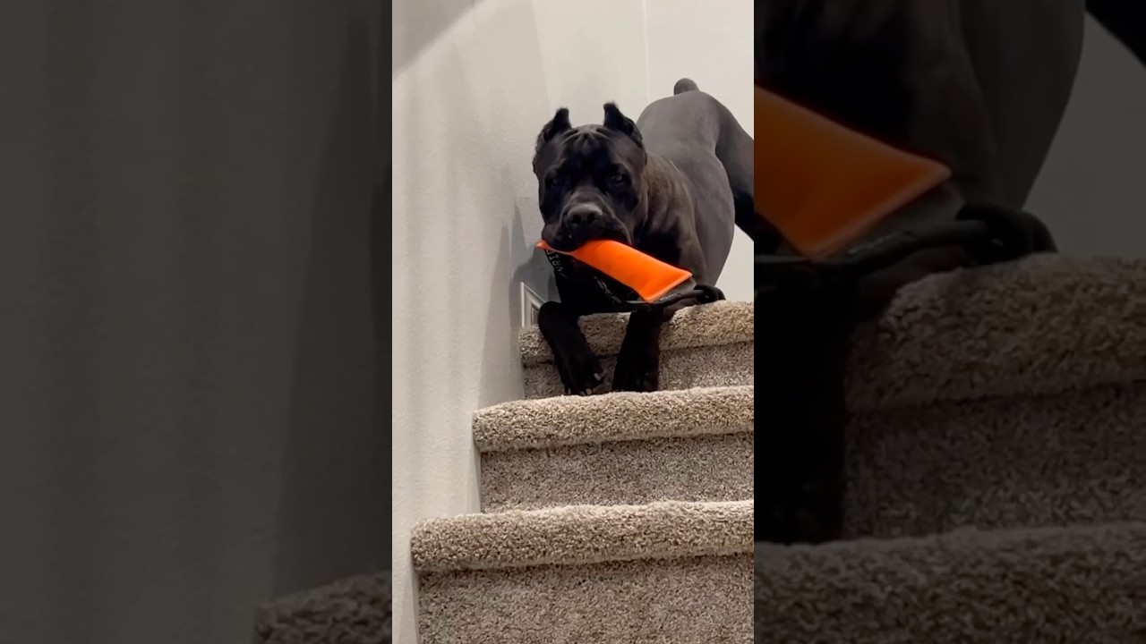 Bane therapy part 2