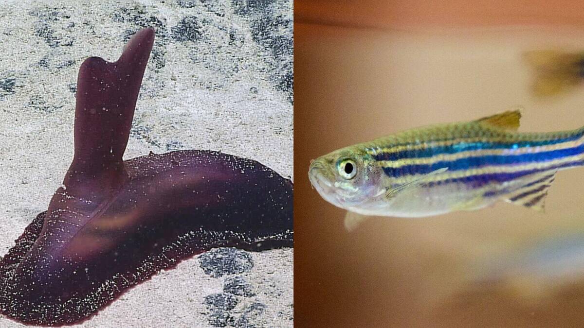 Species that can regenerate lost body parts