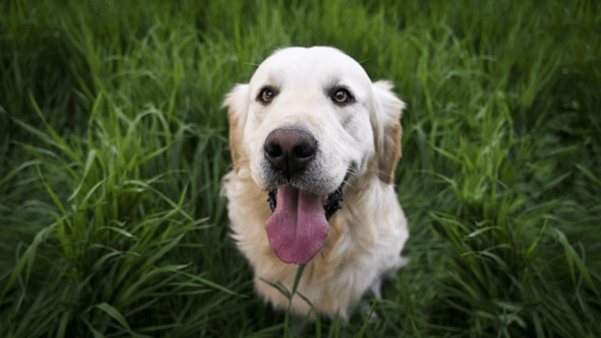 9 signs that are perfect proof that you are your dog's favorite person