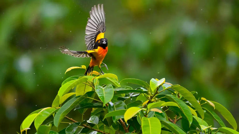 Birders, take note: This kitchen leftover can bring birds to your ...
