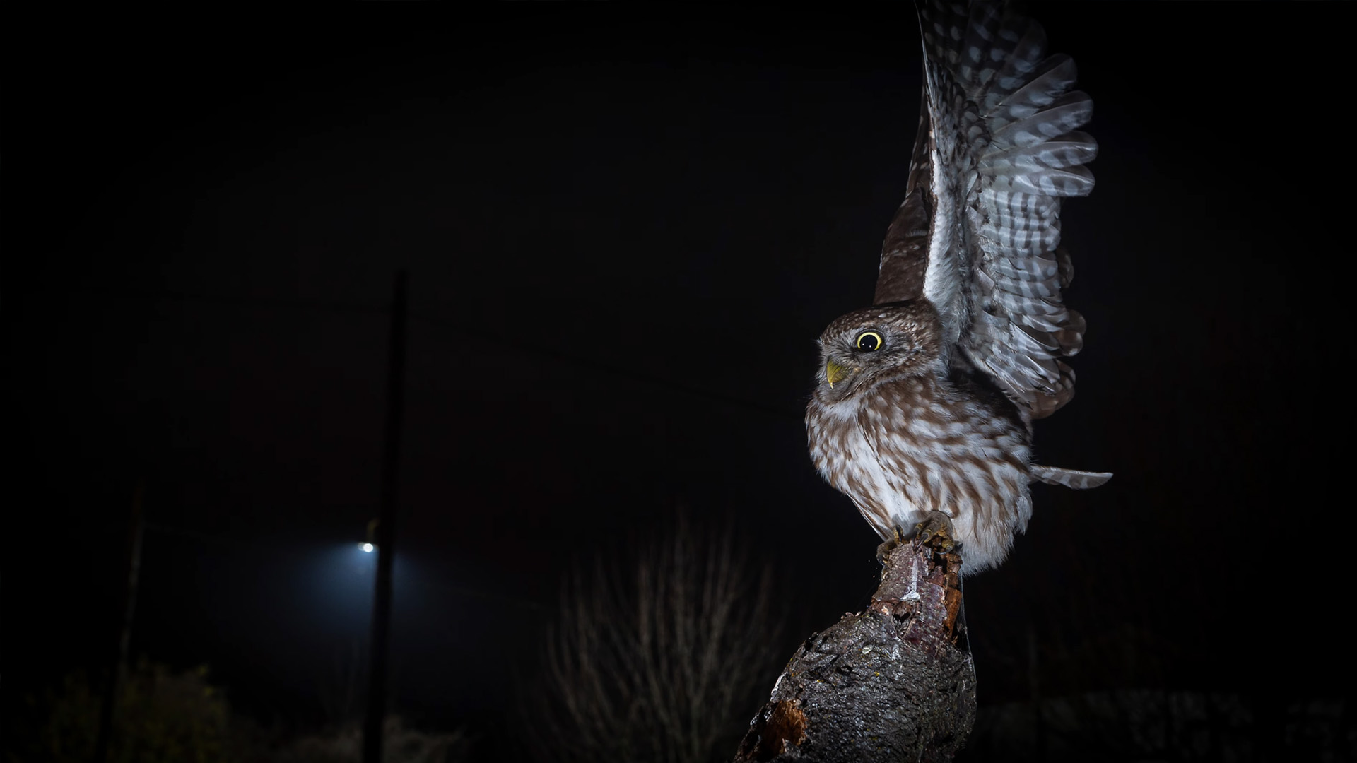 Wildlife photography diaries capturing rare owls in the backyard
