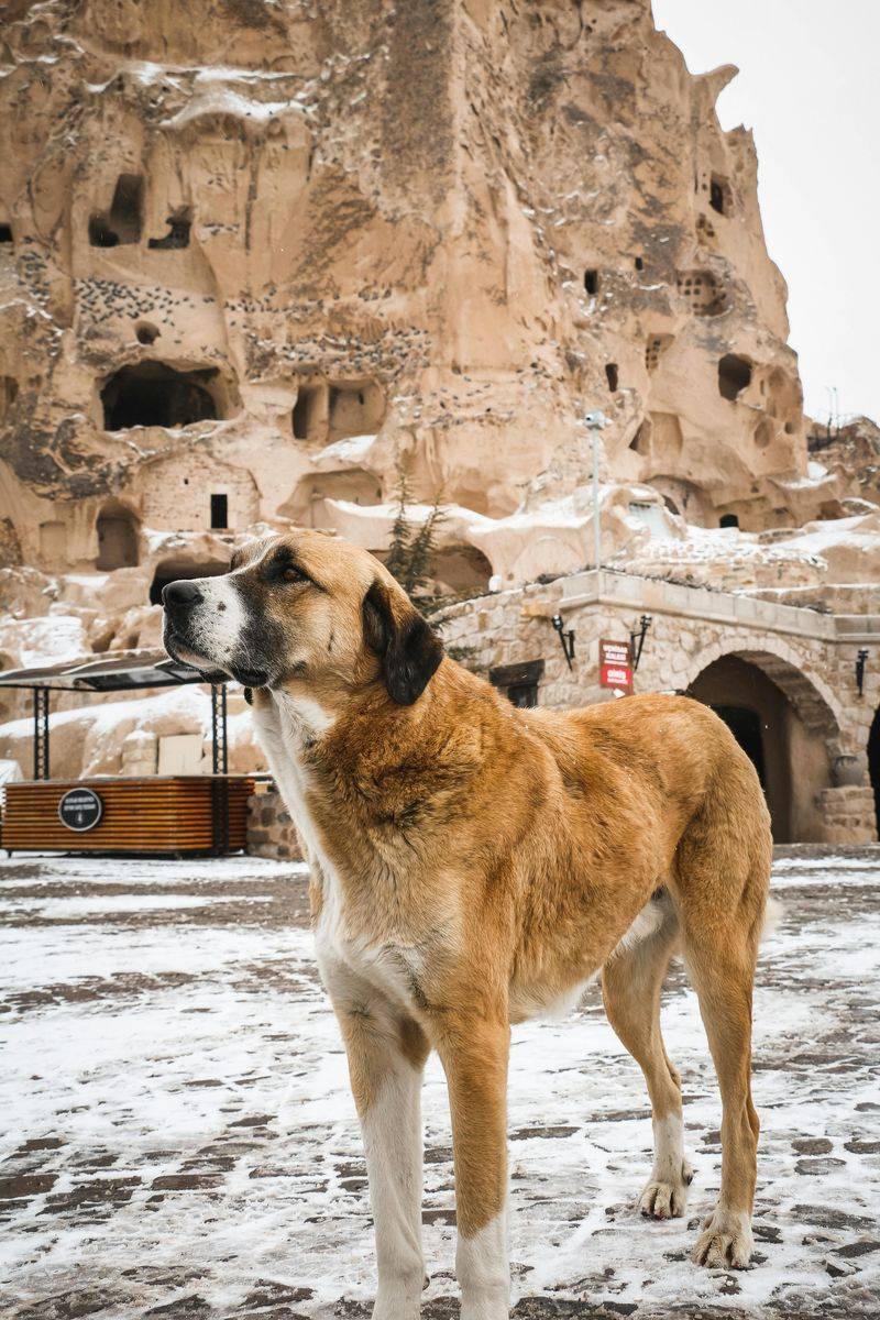 14 dog breeds with jaw-dropping strength and build