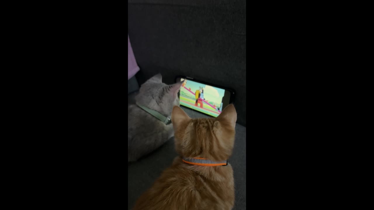 Kittens watch cartoons together in Doha, Qatar