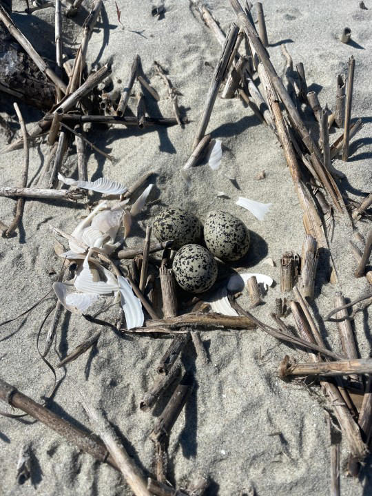 Folly Beach installs signs to protect Wilson’s plovers