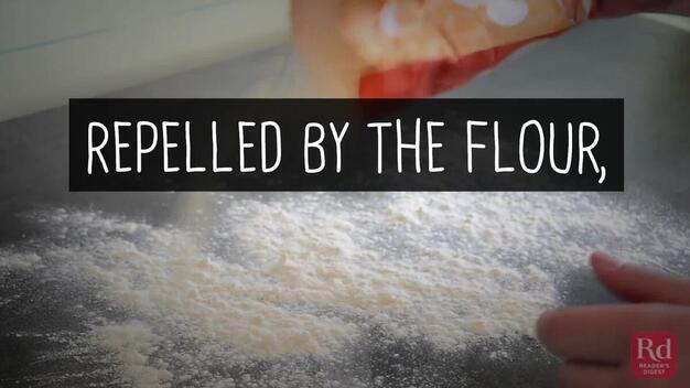 How to get rid of ants