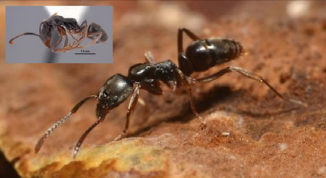 Asian needle ants: A painful, invasive species in over 20 states