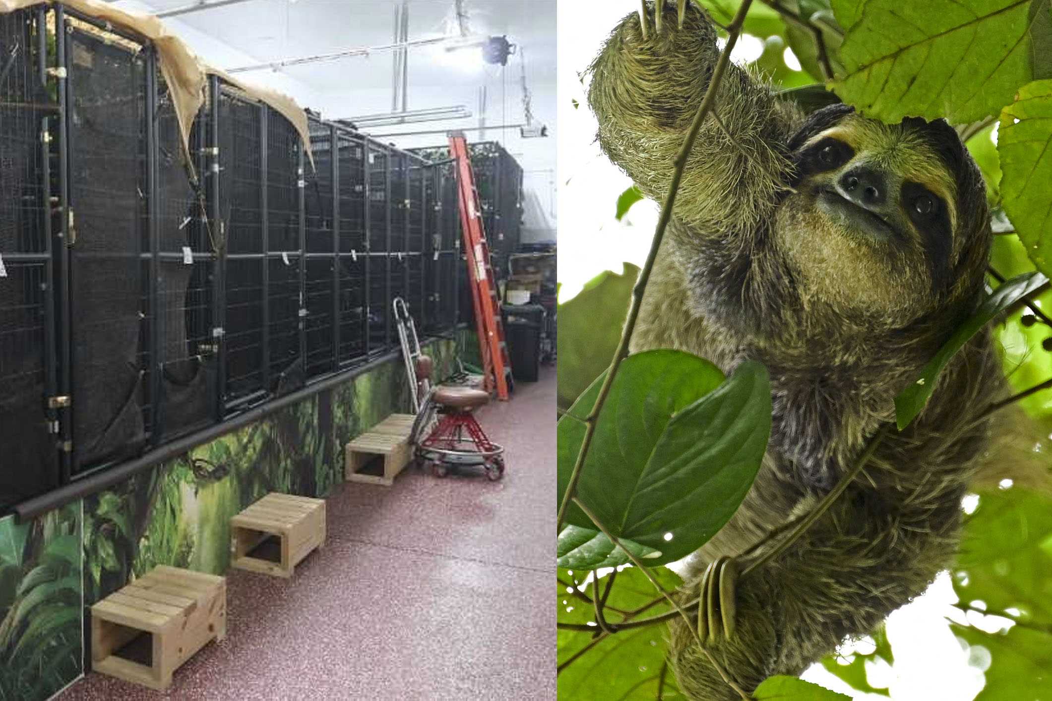 31 sloths imported from South America die in Florida warehouse ahead of ...
