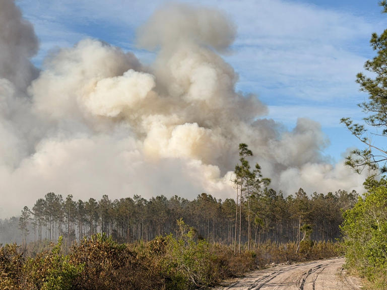 Florida wildfire map shows over 100 active fires Sunday. Here's where