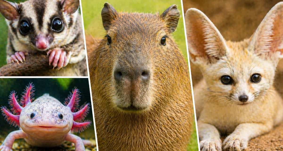 15 unusual animals people are keeping as pets instead of dogs and cats
