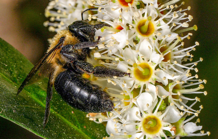 Bad allergies? Here is the current pollen count in NYC