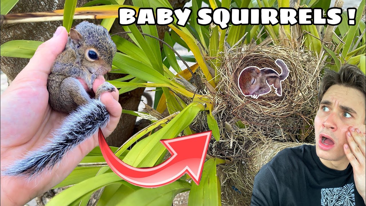 Reuniting a baby squirrel with its family!