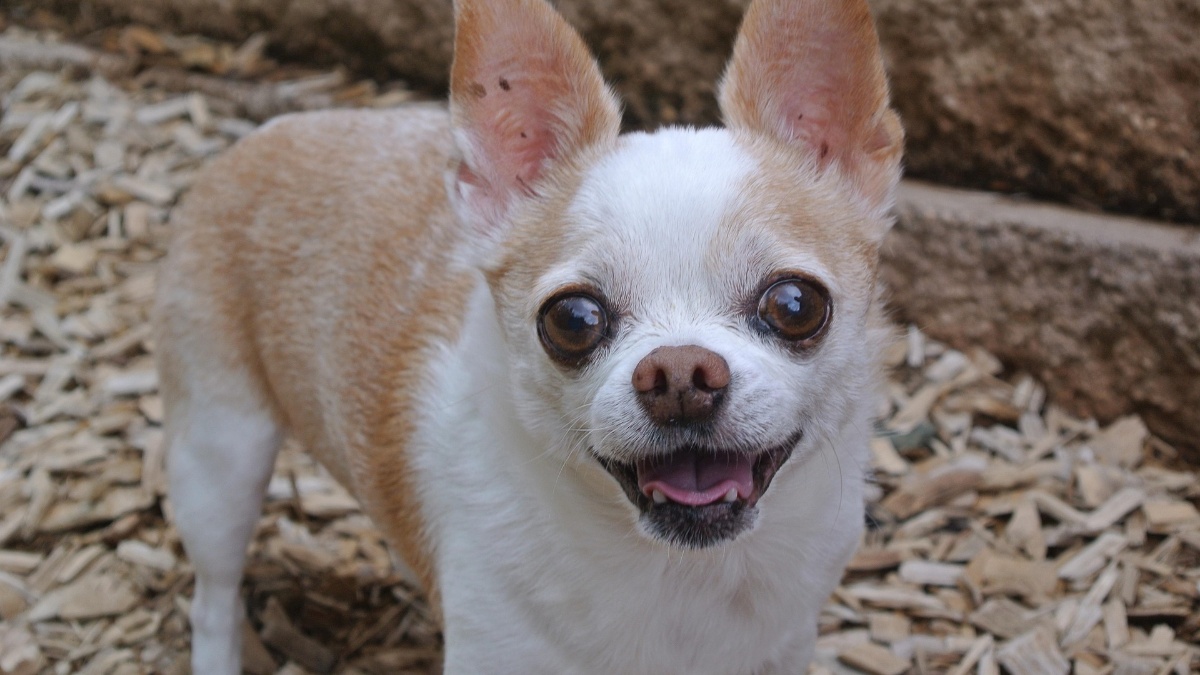 These dog breeds never grow larger than their small size (they look ...