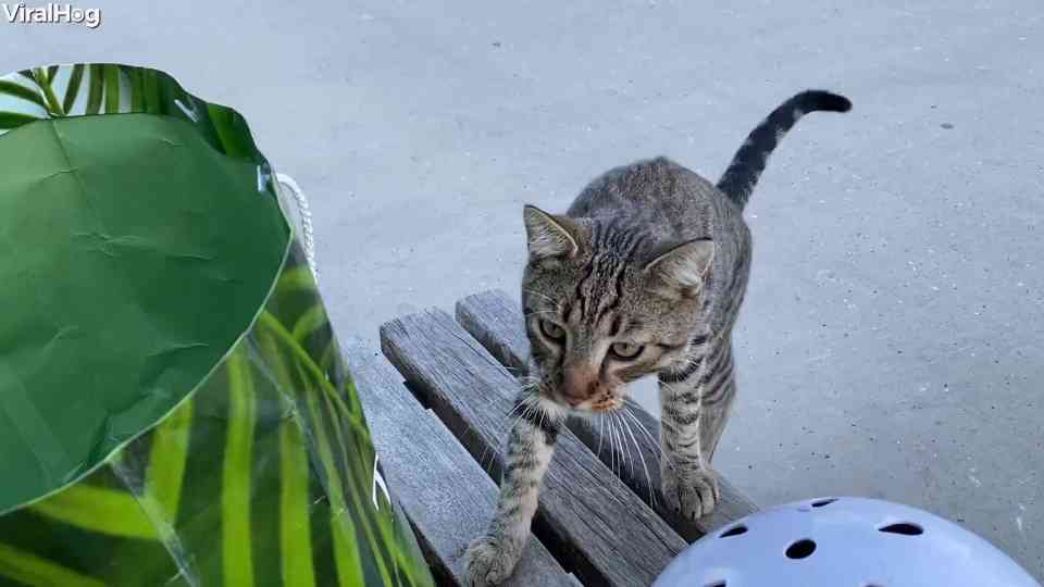 Stray cat climbs into a person’s bag