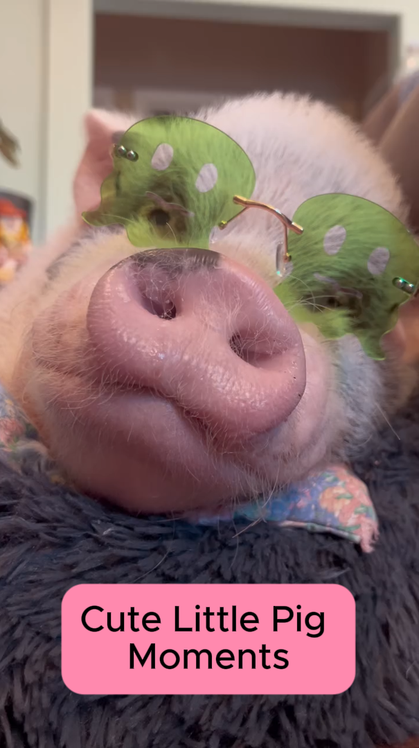 Cute little pig moments that will melt your heart
