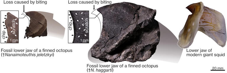 Monstrous octopus terrorized seas off BC in age of dinosaurs, study ...